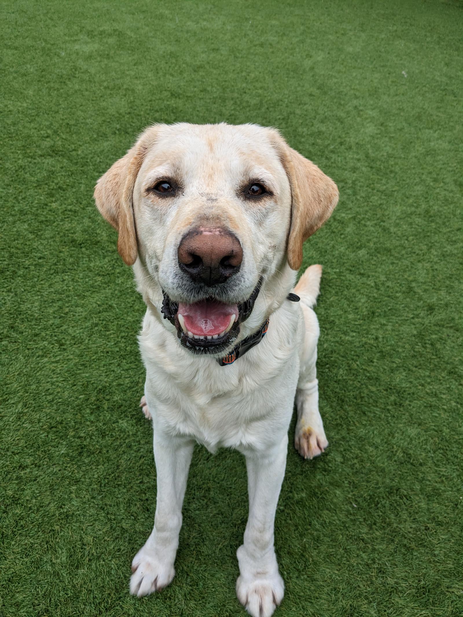 Olaf #05484-23: Male Dog